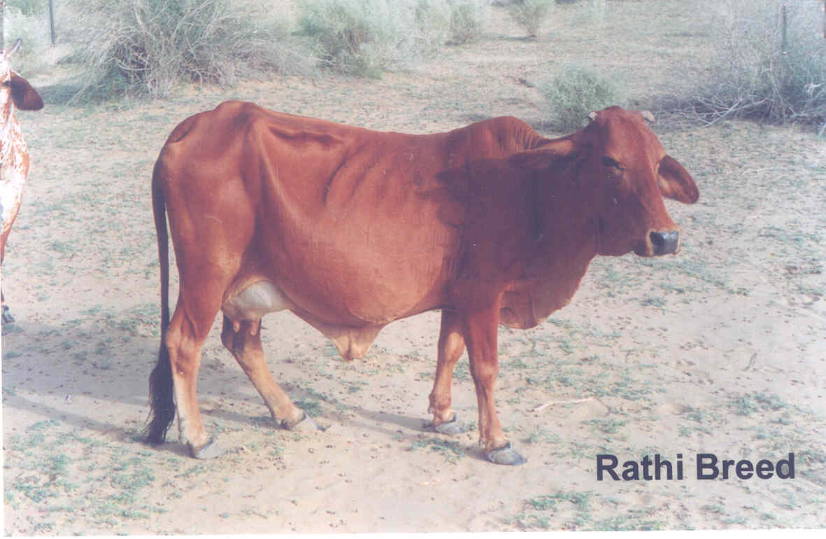 Society for Preservation & Promotion of Indigenous Cattle Breeds