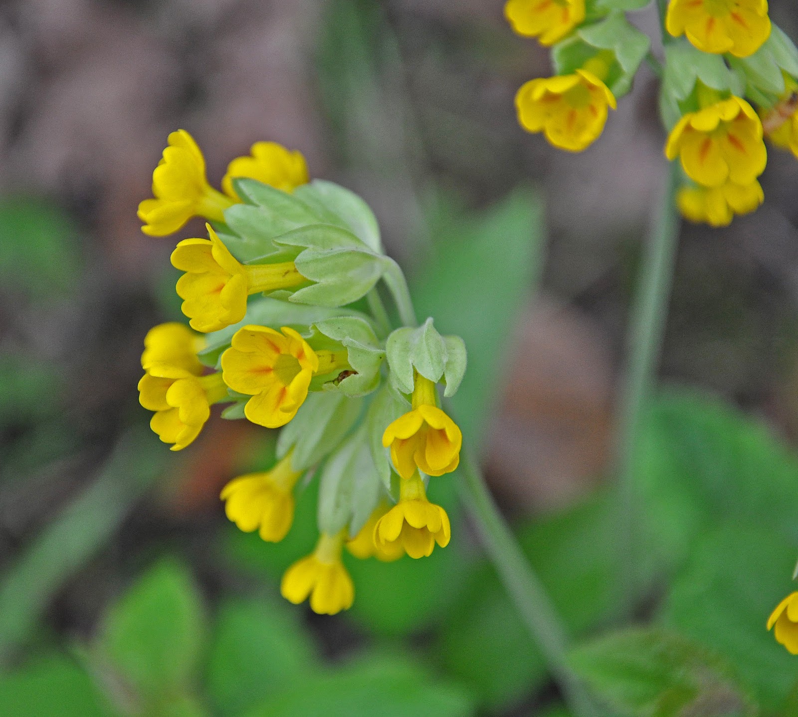 Gardening with John Steedman: Cowslip (Primula veris)