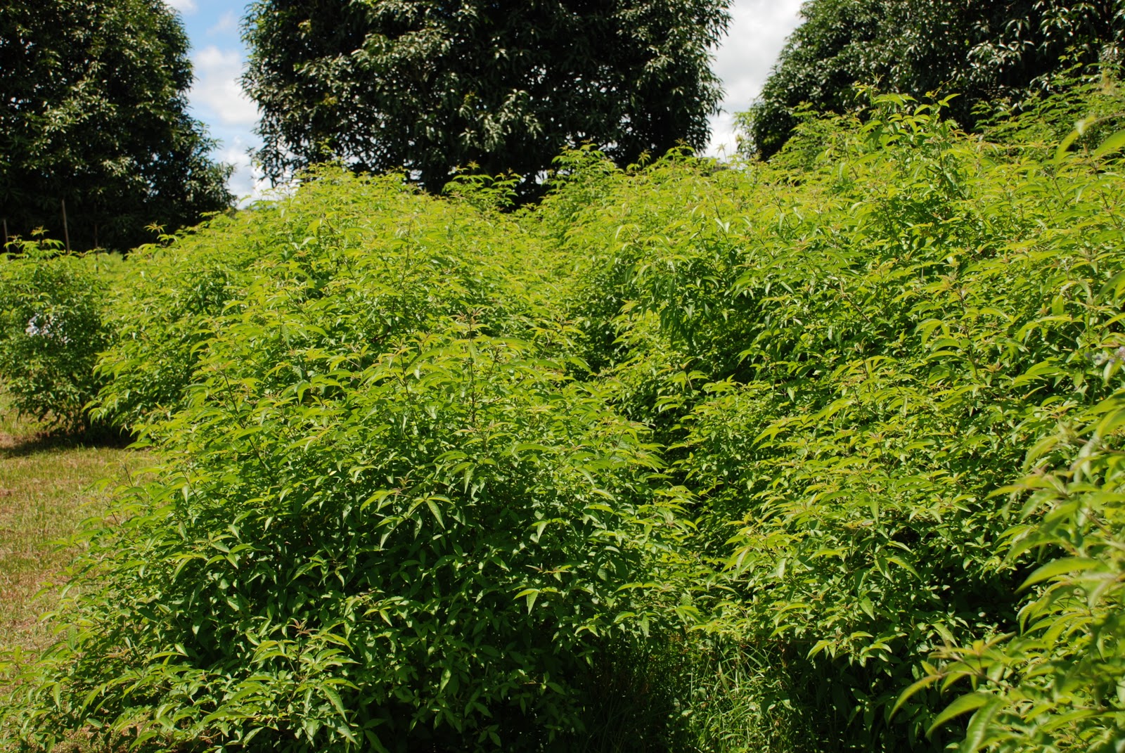 Oh, What a life!: Ascof's Natural Moms Lagundi Farm Tour