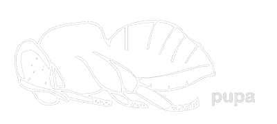 SERBUK SARI LEBAH - 蜂花粉 - Fēng huāfěn - Bee Pollen: LEBAH 6 - Siklus ...