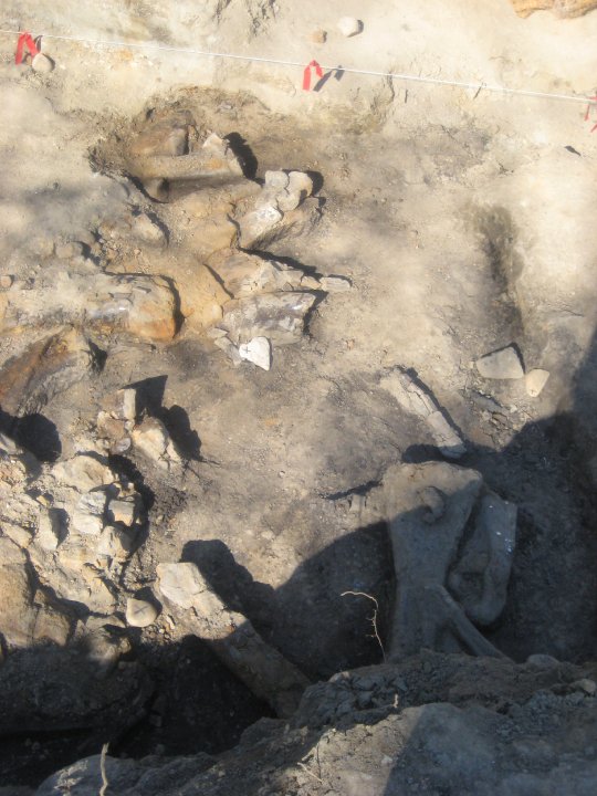 Mesozoic Musings at Jurassic Forest: Palaeontology is a Real Science ...