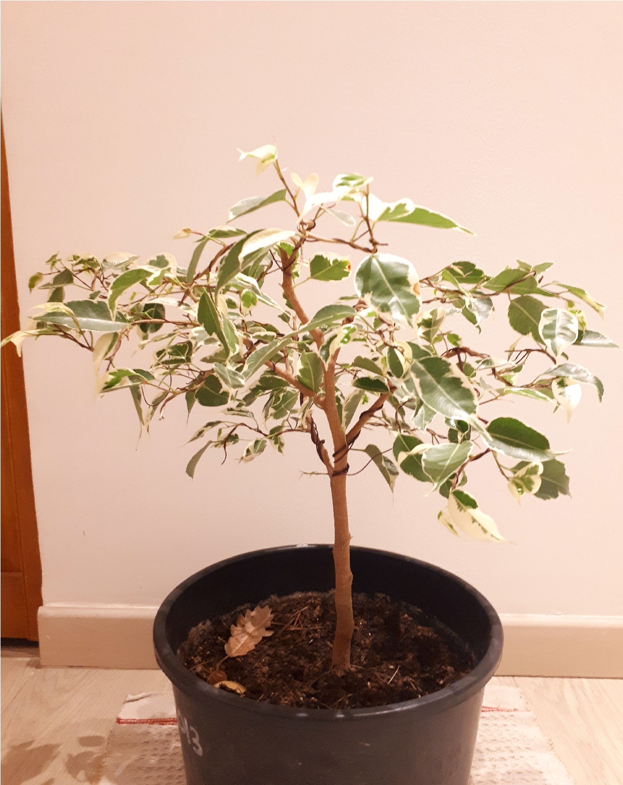Ficus benjamina 'Variegata'