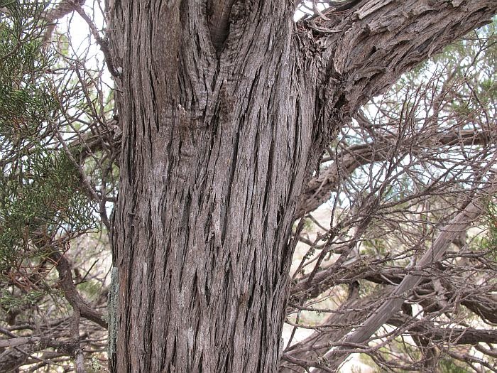 Esperance Wildflowers: Callitris canescens - Scrubby Cypress Pine