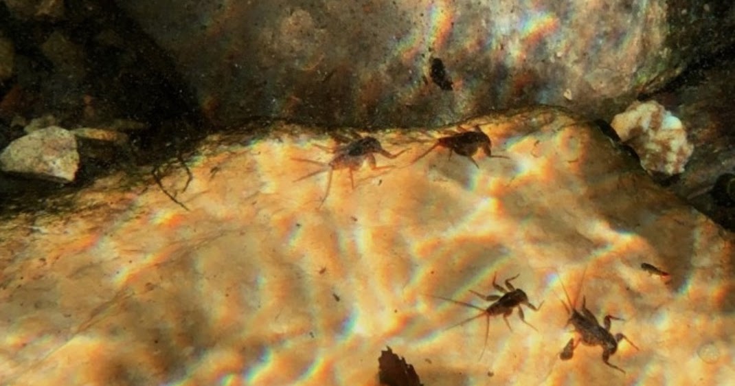 PA Environment Digest Blog: Underwater Insects Aid DEP in Water Quality ...