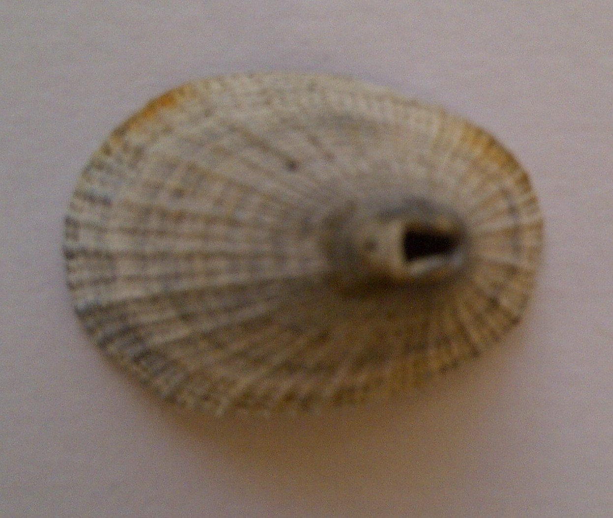 The Hunter and The Gatherer: Shell Yeah, I'm a Sheller! I gather Shells!