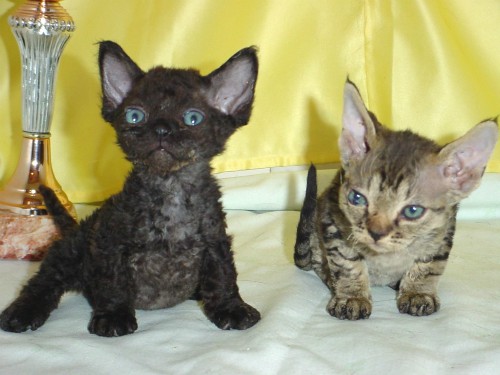 Devon Rex, un gato con una apariencia especial Para saber más de ...