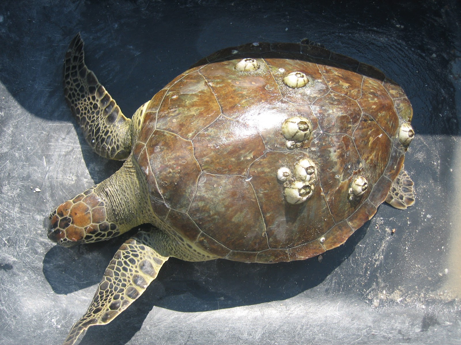 The Offshore Aquaholic: Local Research: Green Sea Turtles 101
