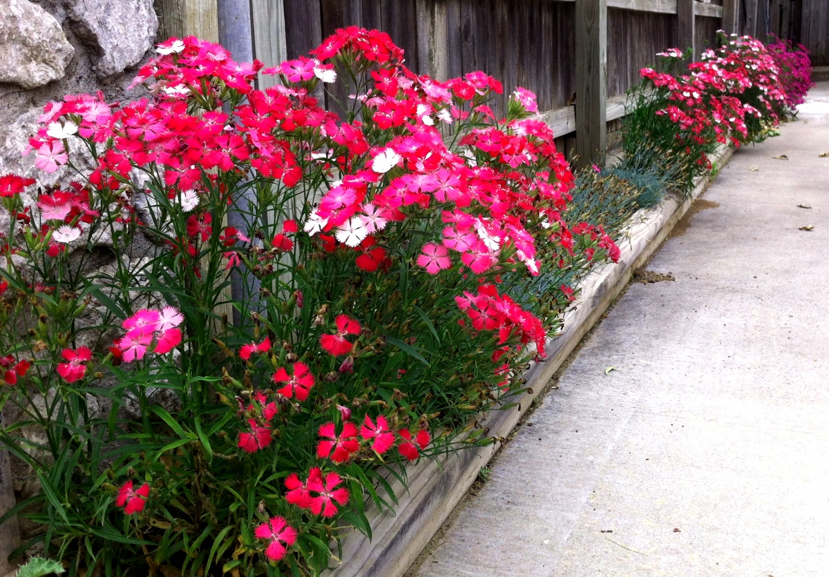 Tulsa Gentleman: Ruby Tuesday - Dianthus