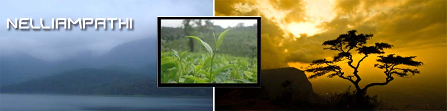 Nelliampathi: Nelliyampathy road map