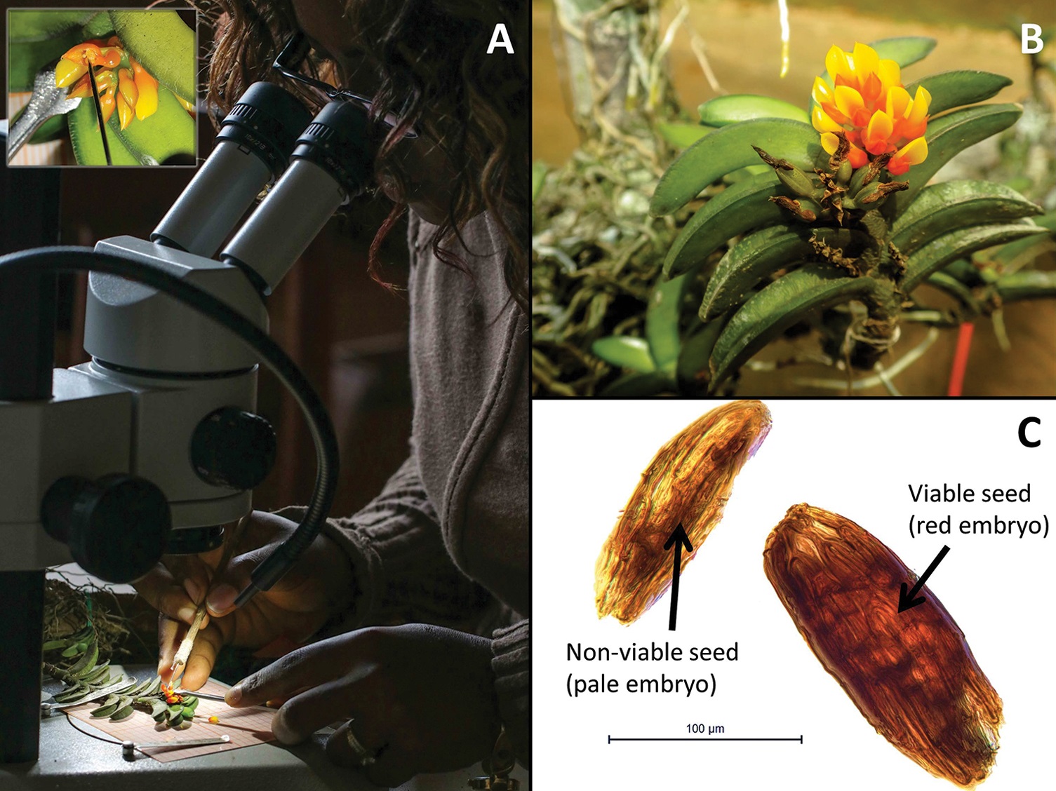 Species New to Science: [Botany • 2018] Calyptrochilum aurantiacum ...