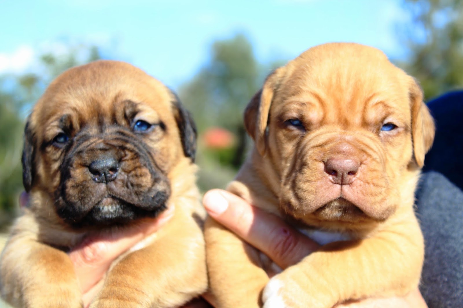 Dogos de burdeos y mini pinscher: febrero 2015