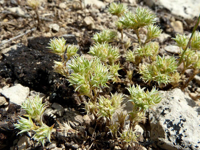 Flora de Aragón: Minuartia hamata