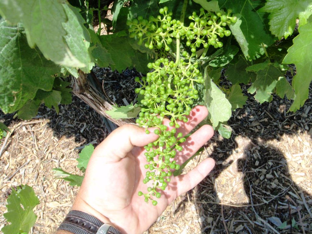 Xtremehorticulture of the Desert: Get Bigger Grapes. Give Grapes a ...