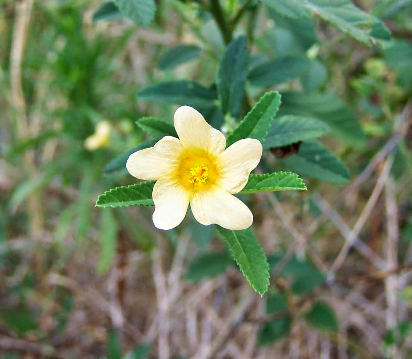HUMEDALES,CYPERACEAS,POACEAS,ET AL PR: SIDA RHOMBIFOLIA