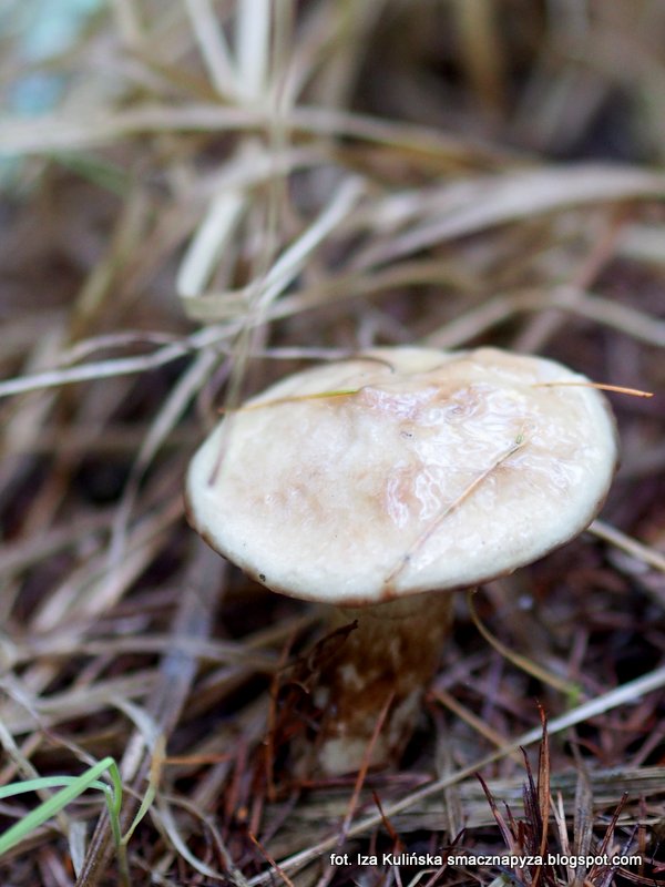 Grzyby gatunkami. Maślak szary. | Smaczna Pyza