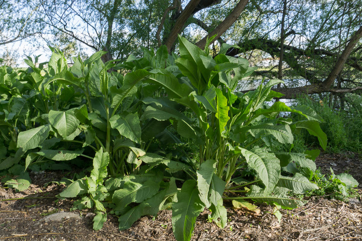 Plantas de Huerta Otea, Salamanca: Acedera común, vinagrera (Rumex acetosa)