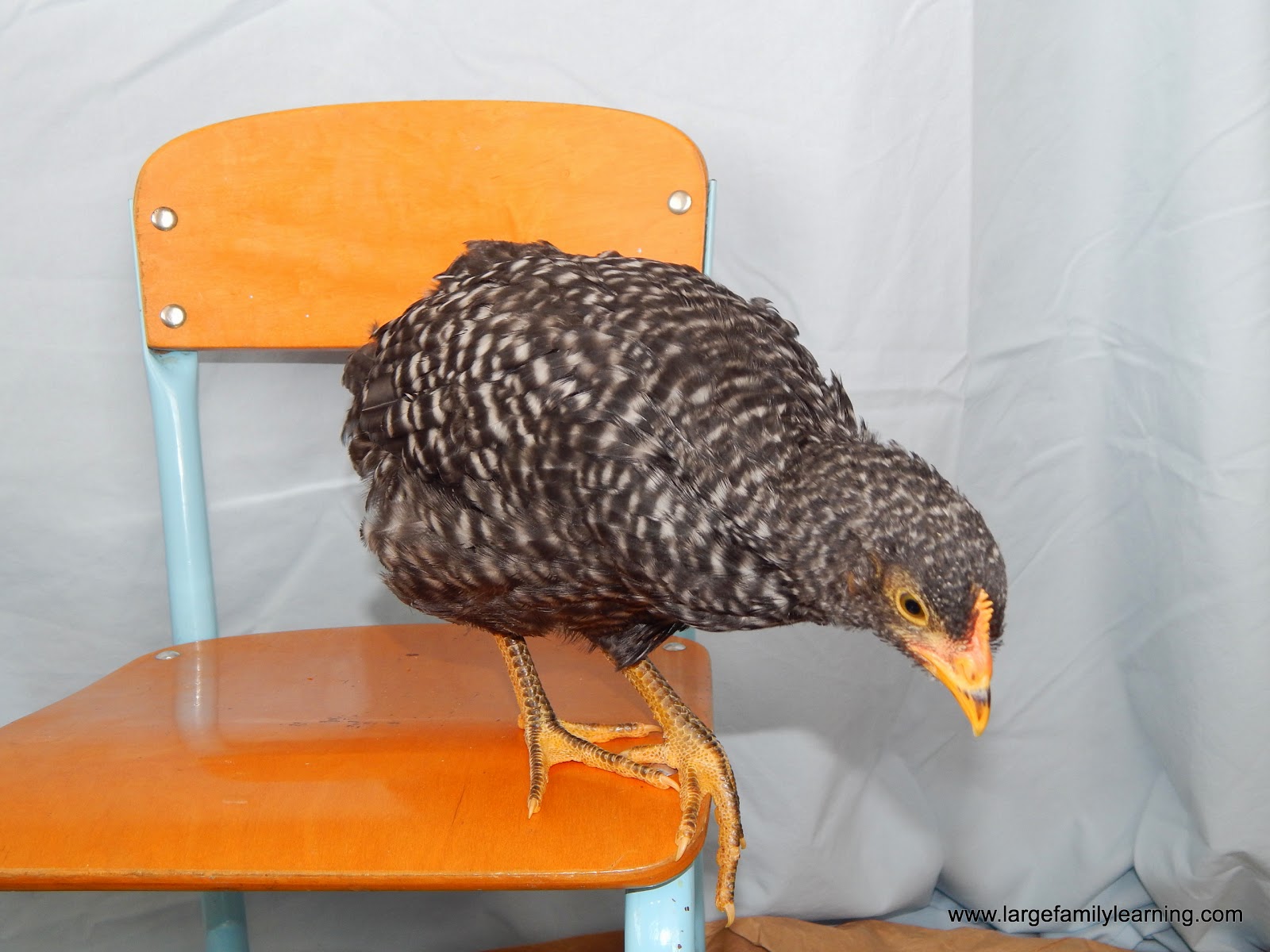 Large Family Learning : Raising Chickens: 6 Weeks Old