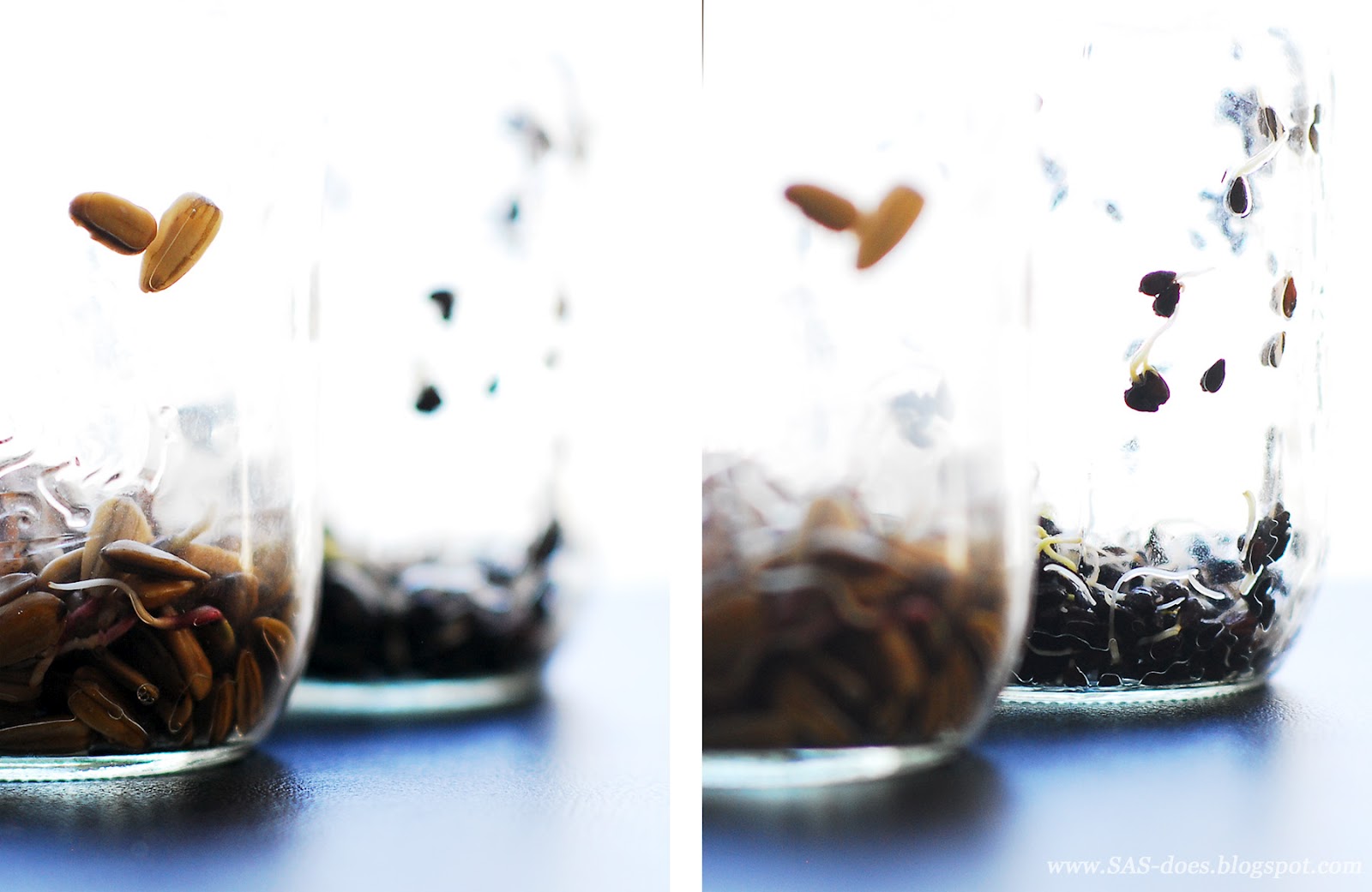 Sprouting 101 | SAS does ...: Sprouting 101