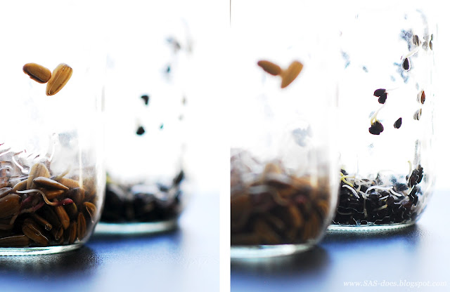 Sprouting 101 | SAS does ...: Sprouting 101