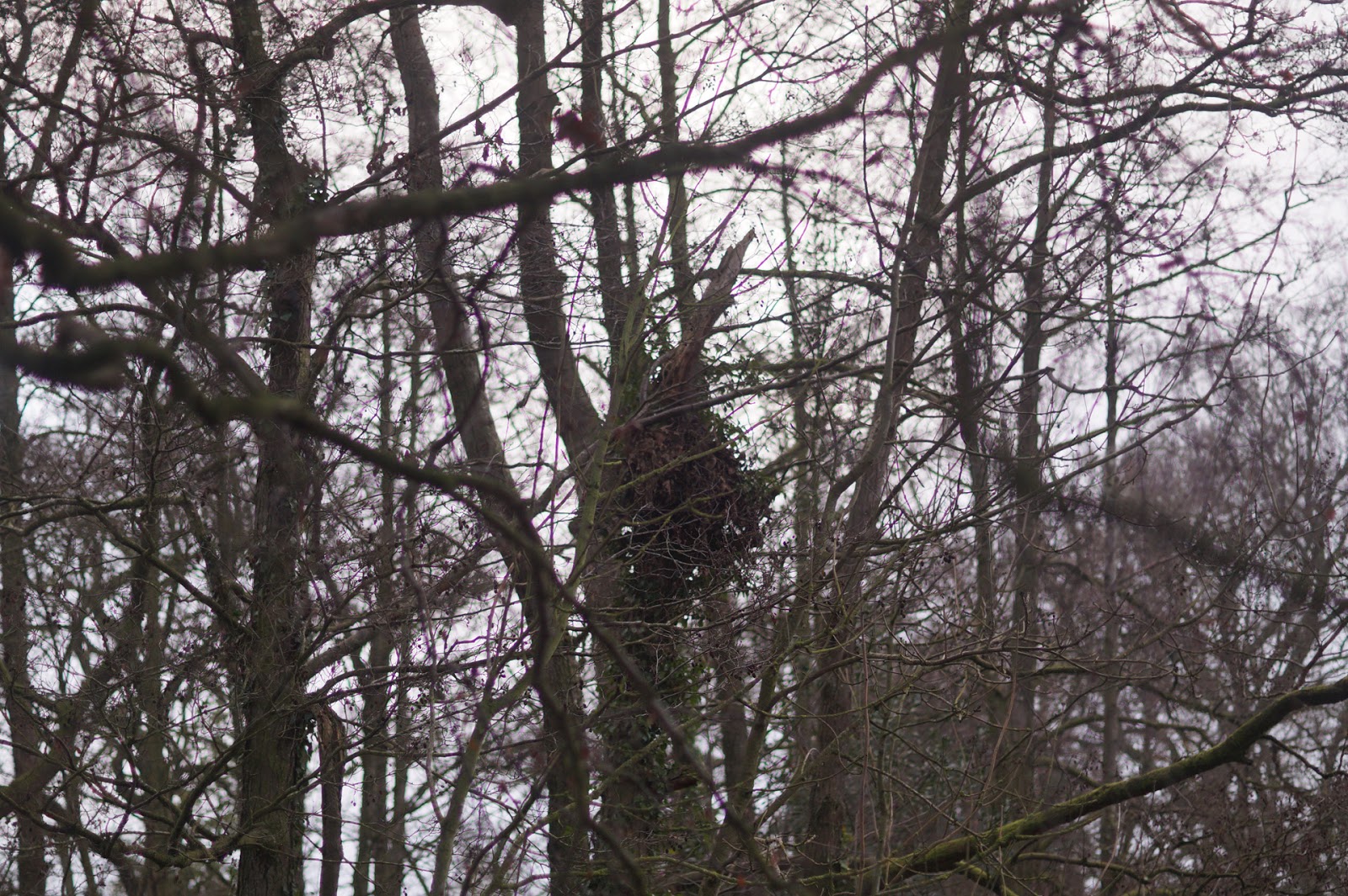 Squirrels in houses (forgot about drey) - Sophie in the Sticks