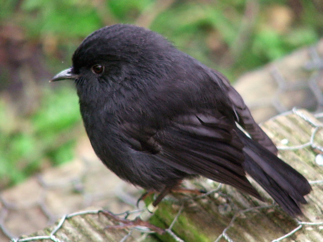 Yellow Headed Blackbird: Chatham Island black robin
