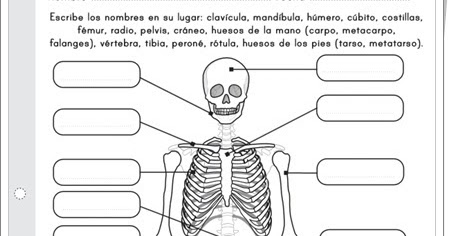Recursos didácticos para imprimir, ver, leer: "Huesos del cuerpo humano ...