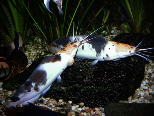 විසිතුරු මසුන් (Ornamental Fish): මාබල් කැට් ෆිෂ් (marble catfish ...