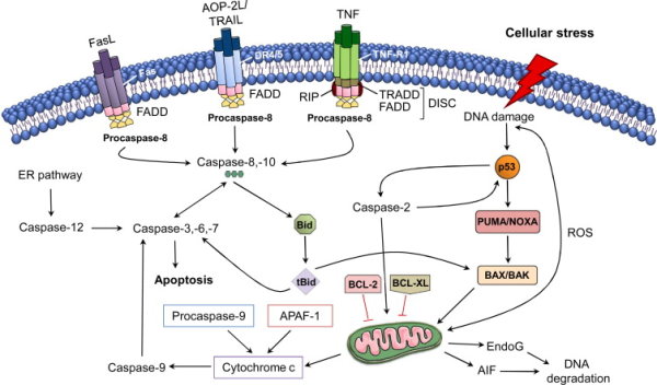 Neuromics: Apoptosis and Neurodegeneration
