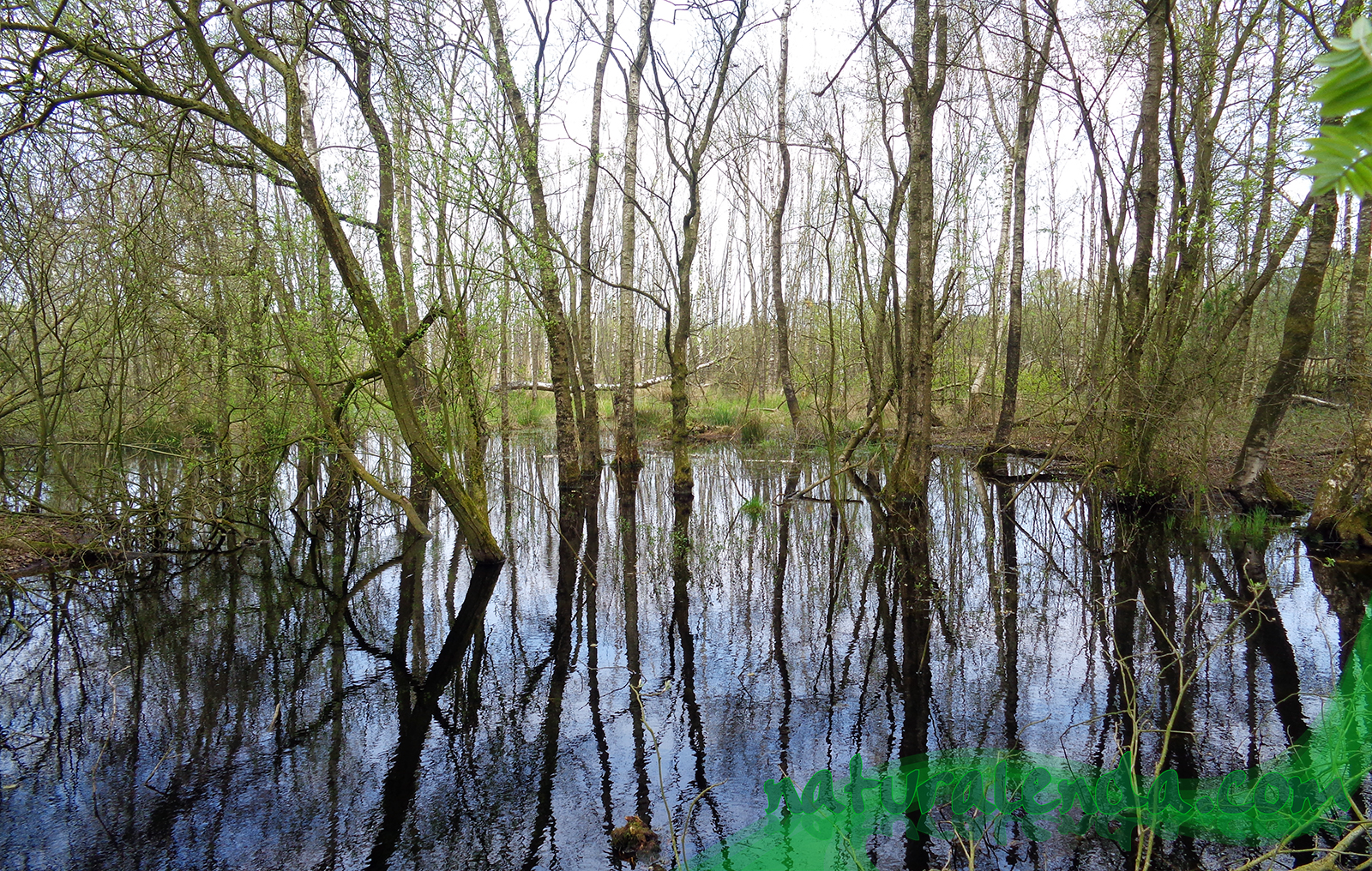 La naturaleza en casa: Pantano con arboles