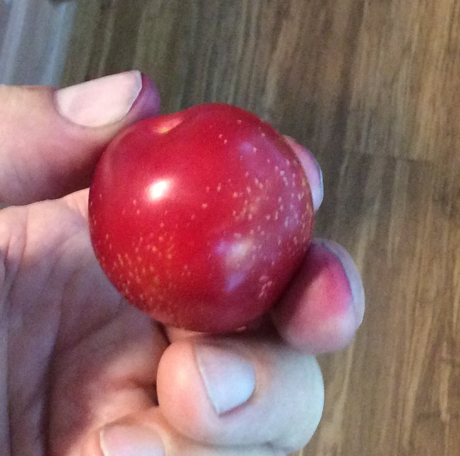 Daniel's Pacific NW Garden: Sweet Treat Pluerry, First Fruit. 7.24.16