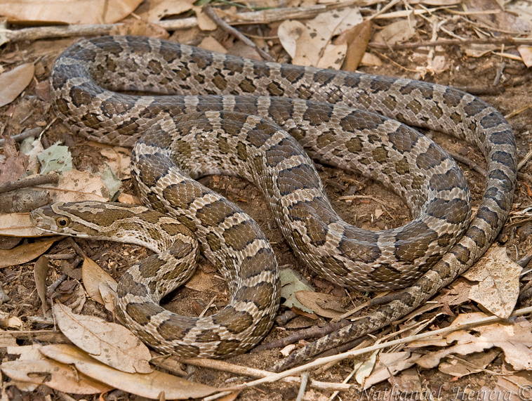 Life is short, but snakes are long: What the State Snakes Should Be: Part I