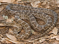 Life is short, but snakes are long: June 2013