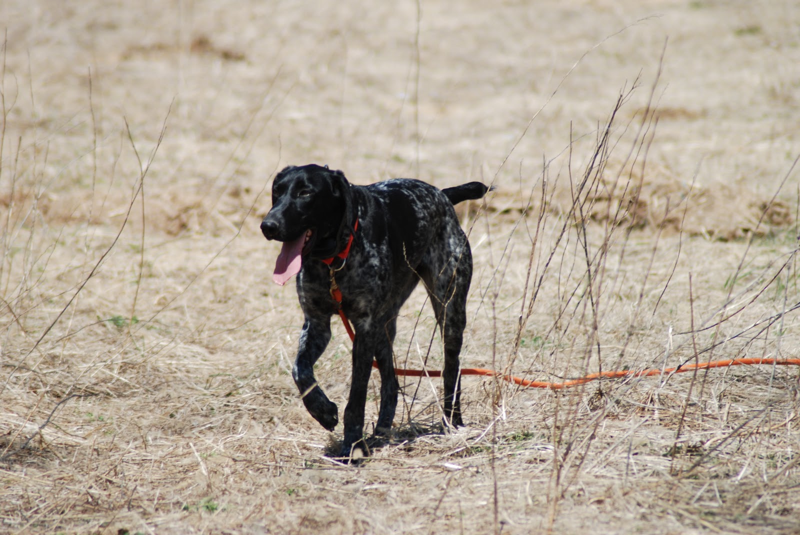 Adventures of a GSP Hunting Dog: Retrieving....