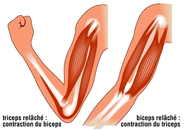 -Tonicité : capacité de conserver un certain état de contraction ou ...