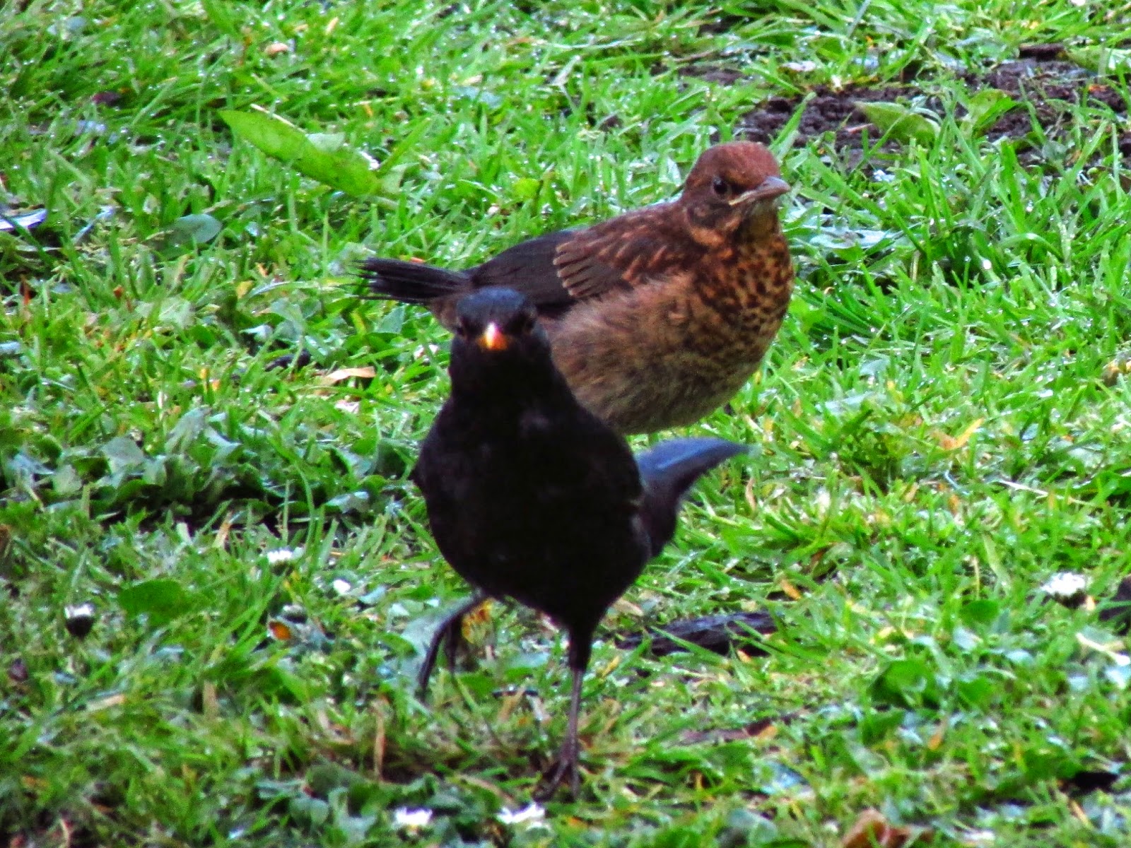 The Rattling Crow: Fledglings