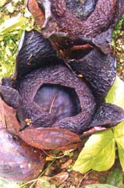 All About Indonesia: Batang Gadis National Park Rainforests Pearls on ...