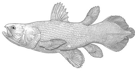 Coelacanth Drawing