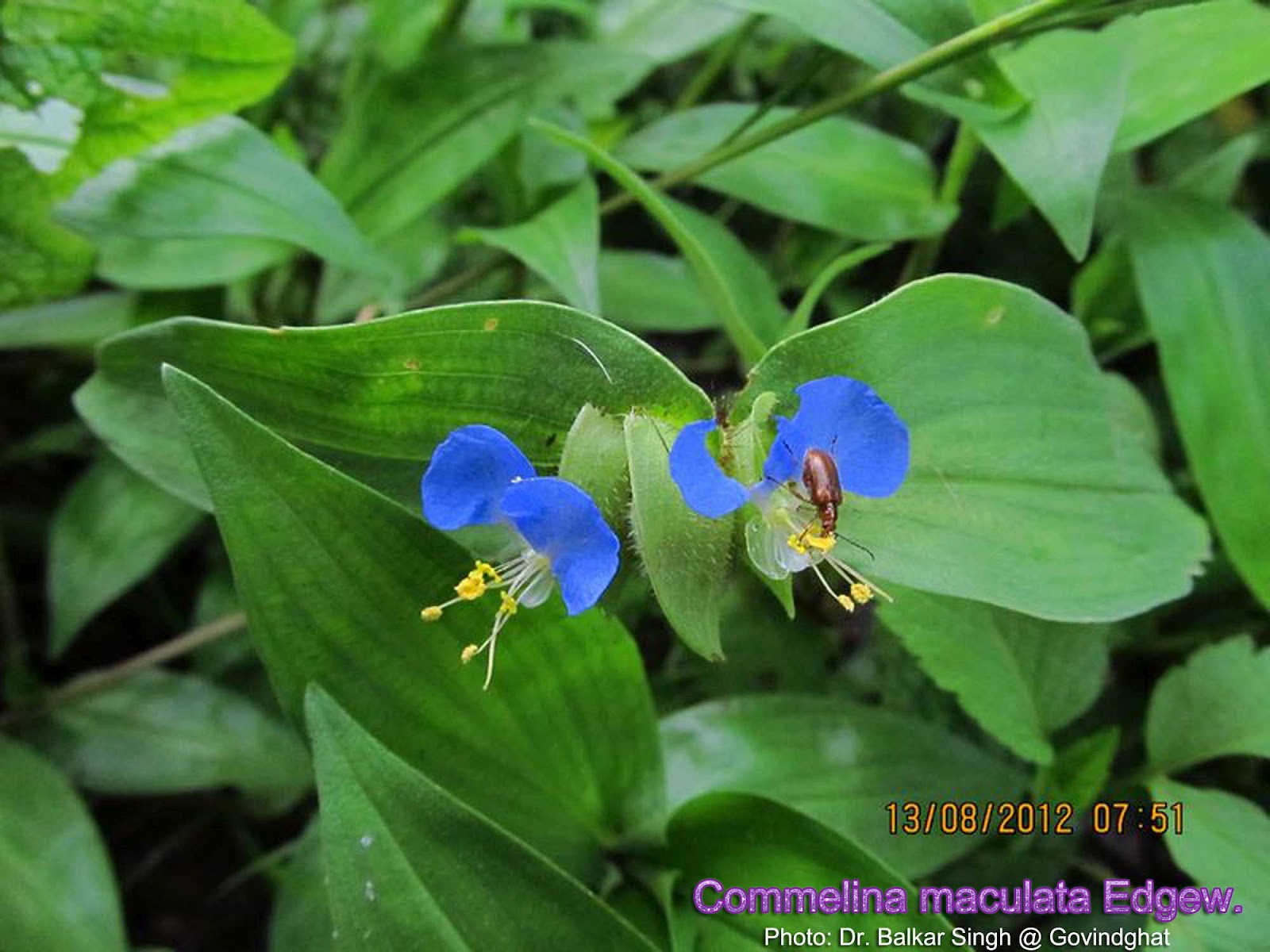 Medicinal Plants: Commelina maculata