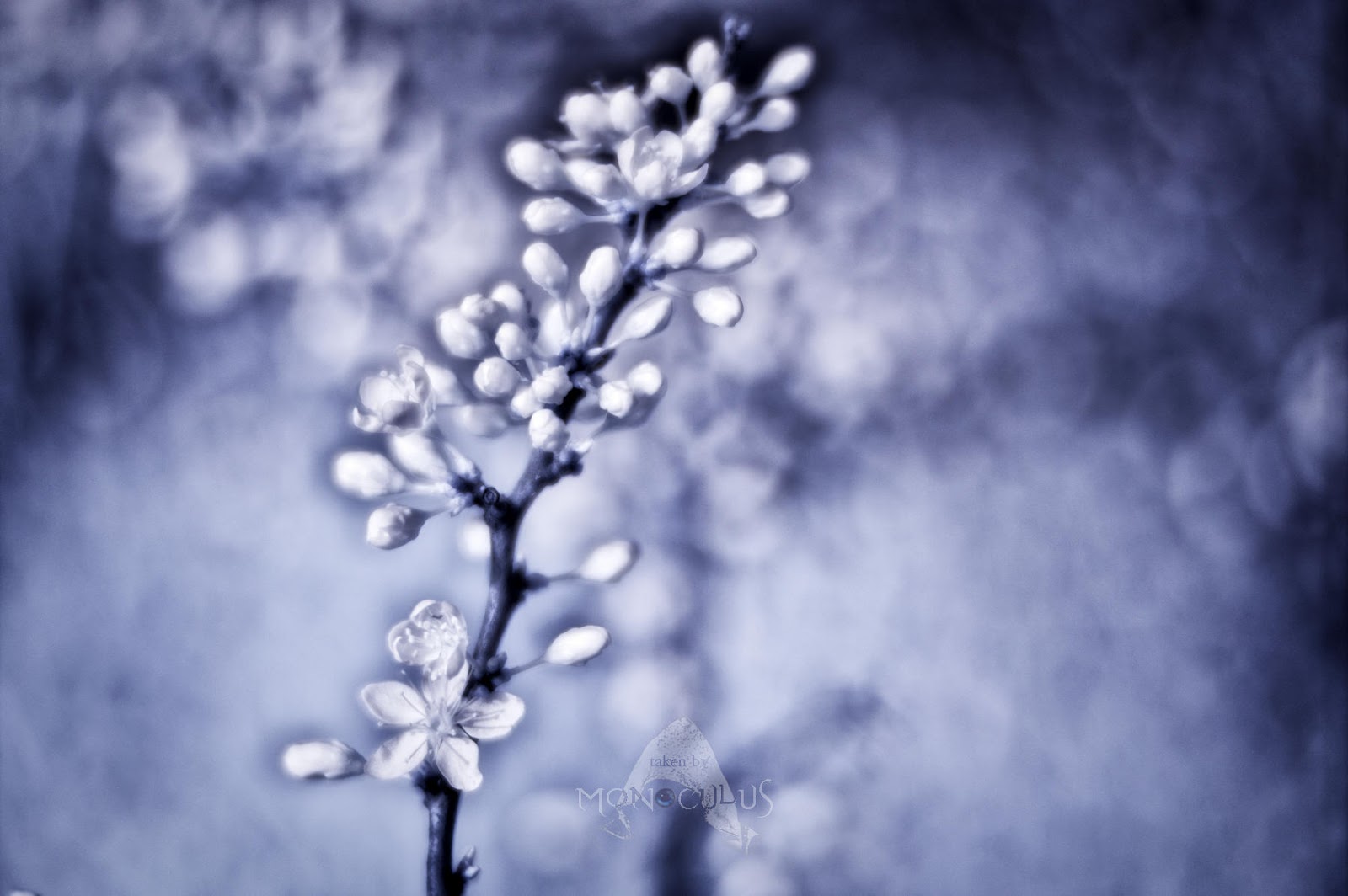 Heremita Monoculus: apríla 2019