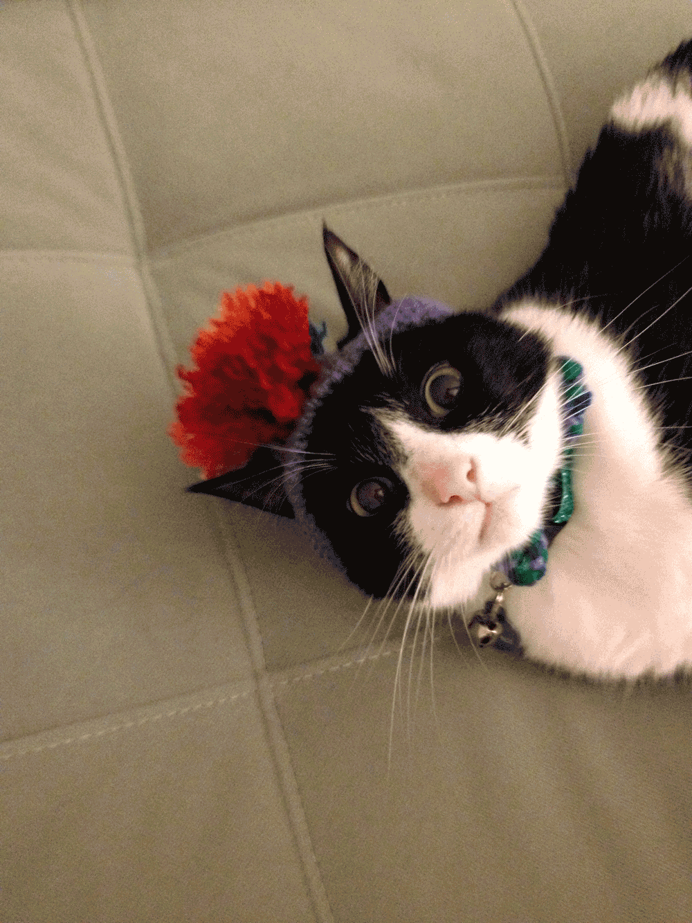 Your Daily Cute: Two Cats Tuesday: Mohawks and Pimp Hats!