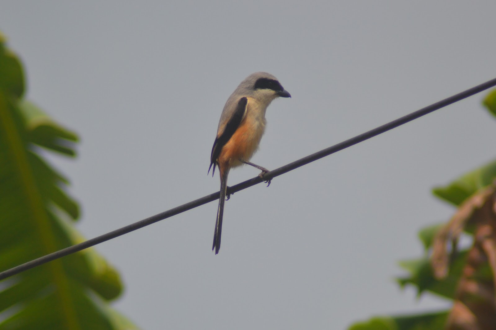 Iseebirds: Long tailed Shrike: the butcher bird