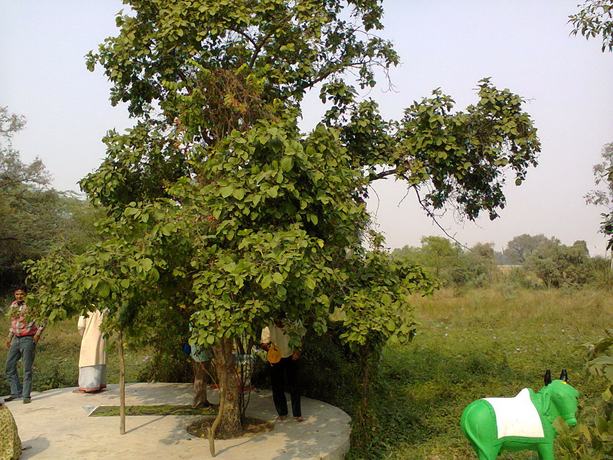 Ladle, Brush & Spade: Vrindavan Yatra - Part II