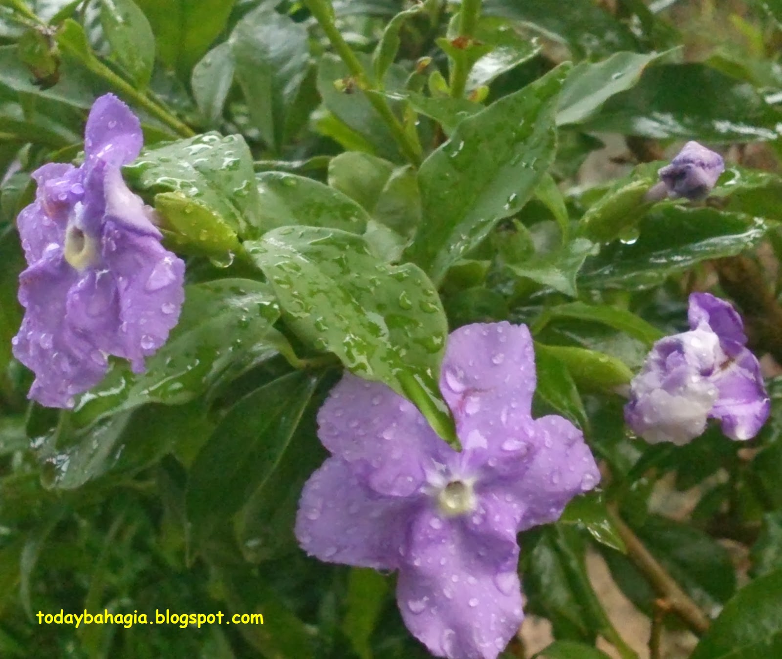 Today BAHAGIA: Putih-putih Melati aka Yesterday, Today, Tomorrow.