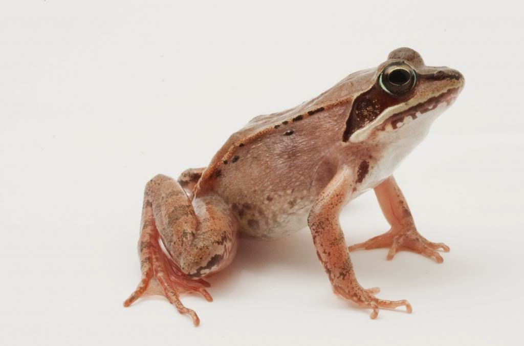 Ranas de bosque pueden sobrevivir congeladas más de 200 días a 18 ...