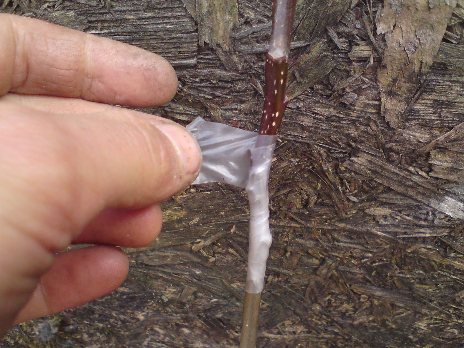Green Phoenix Urban Food Garden: Grafting an apple rootstock in 8 easy ...