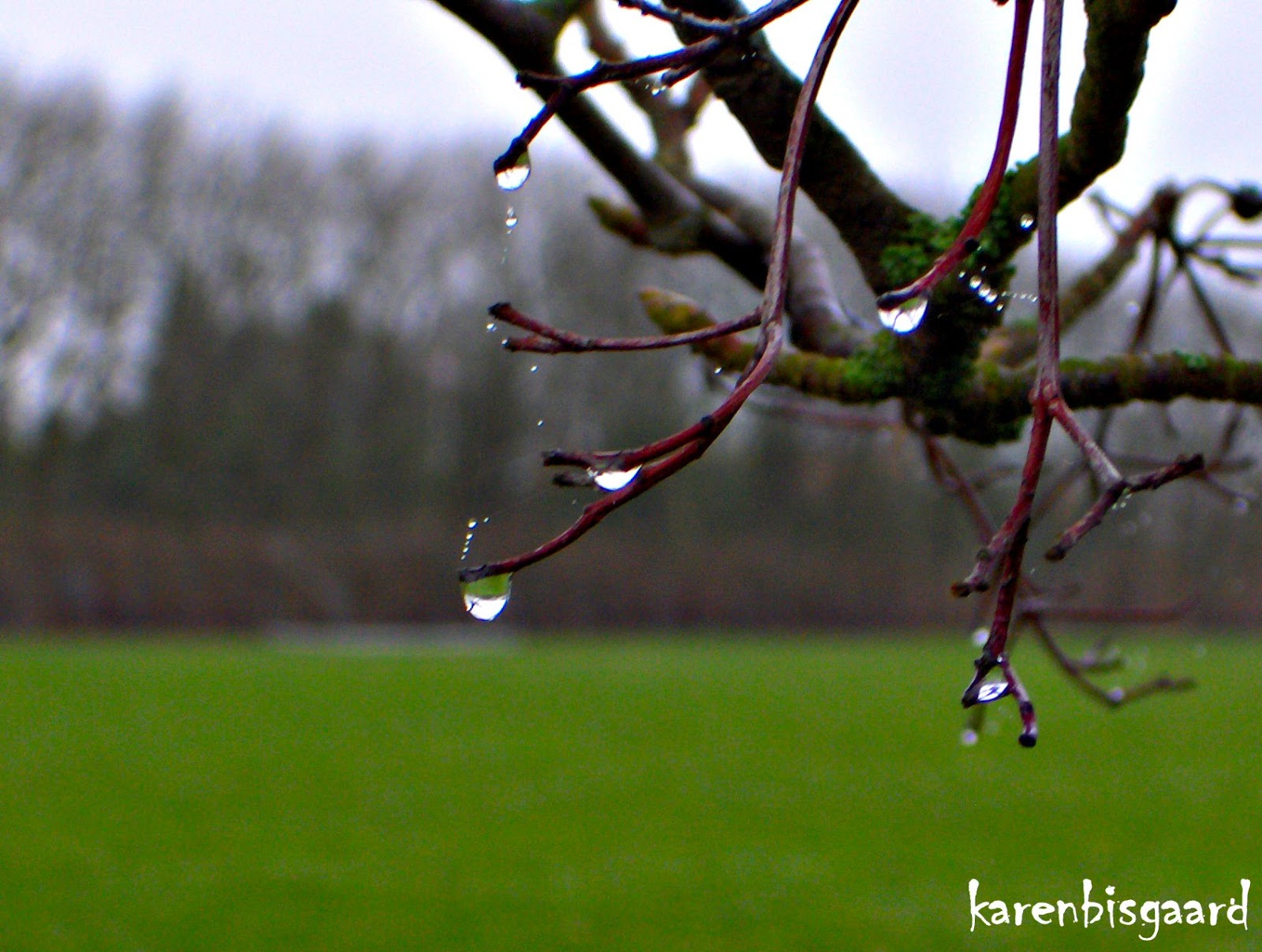 Karen`s Nature Photography: Twigs Water Droplets.