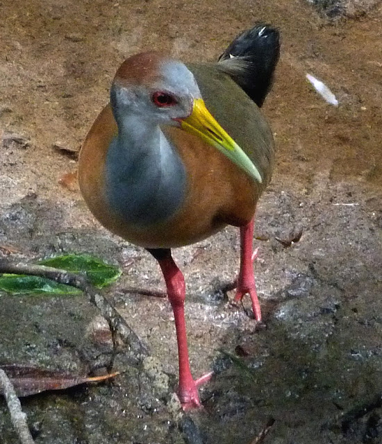 Bellas Aves de El Salvador: Aramides axillaris (tamborcito, rascón ...