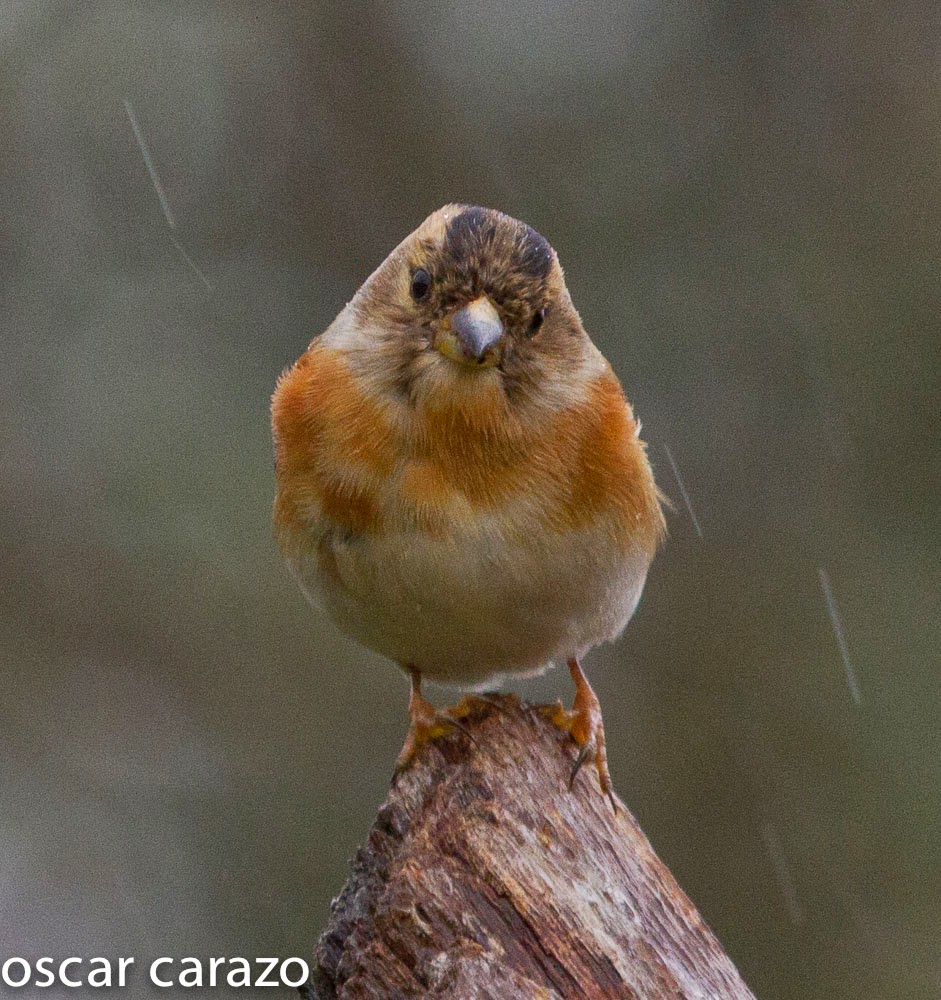 AVESANTURTZI: BUENOS PAJAROS: ZORIONAK