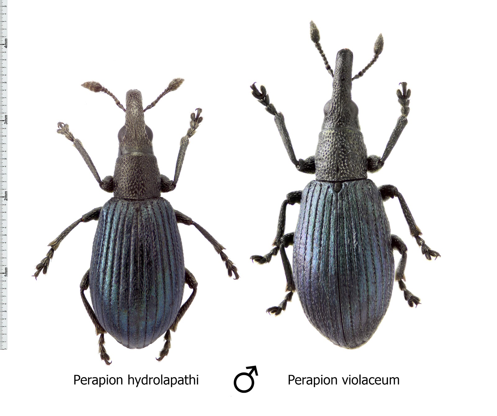 Apions de France: Perapion hydrolapathi