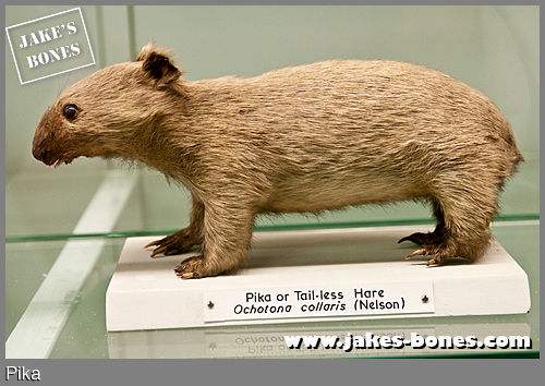 The Bell Pettigrew Museum in St Andrews : Jake's Bones